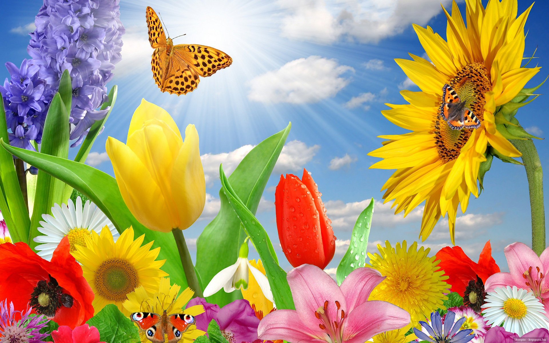 Il giorno più bello - Il Sole che RideIl Sole che Ride