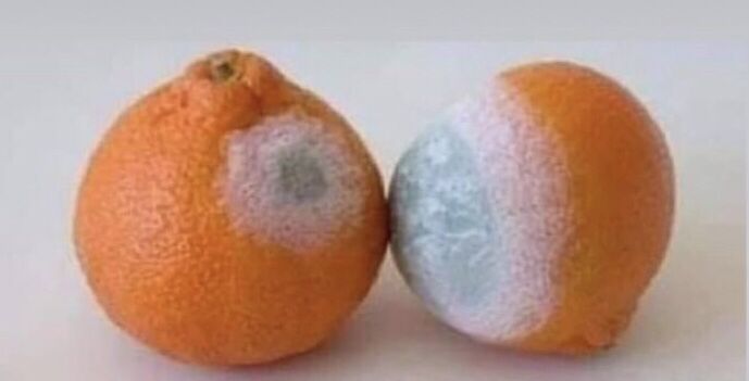 In breve - Il Sole che RideIl Sole che Ride